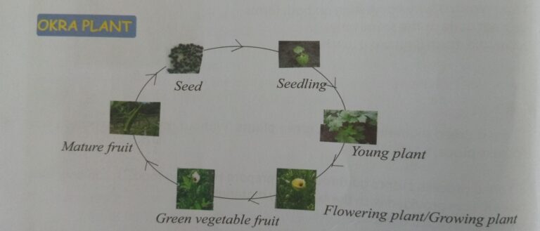 THE LIFE CYCLE OF A PLANT (OKRA AND MAIZE PLANT) – Kinder Paradise